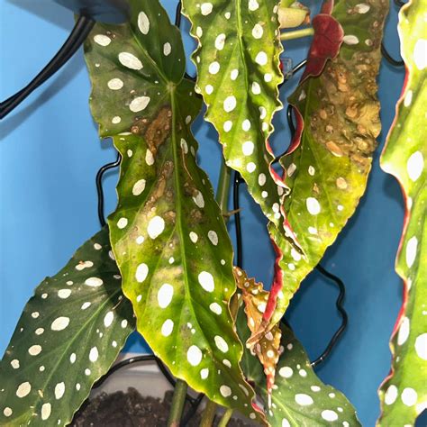 7 Tips For Pruning Begonia ️