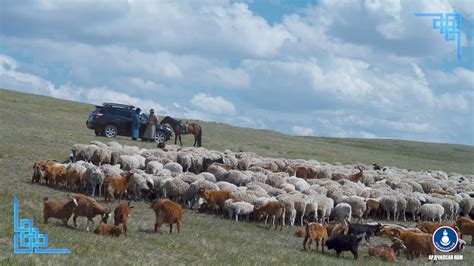 ЧИНЭЭЛЭГ МАЛЧИН ХӨТӨЛБӨР ХЭРЭГЖҮҮЛНЭ 🇲🇳🇲🇳🇲🇳 Мал аж ахуй салбарыг эдийн засгийн үр ашигтай