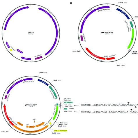 Plasmid Maps Promoters Genes Terminators And Some Relevant