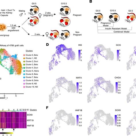 single nucleus rna seq reveals presence of insulin and glucagon