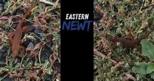 The Eastern Newt Life Habitat And Ecological Role Of The Red Eft