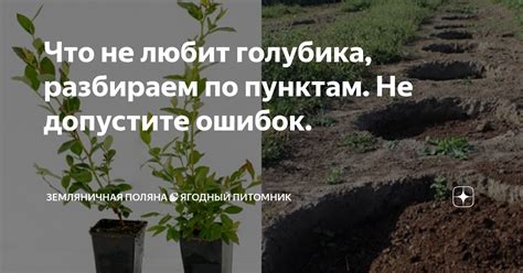 Что не любит голубика разбираем по пунктам Не допустите ошибок Земляничная поляна🍓питомник
