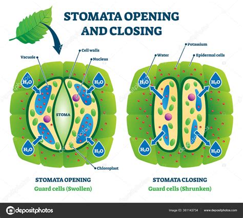 Open And Closed Stomata Diagram