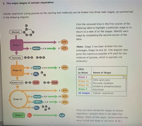 Solved 2 The Major Stages Of Cellular Respiration Cellular