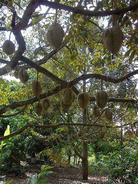 สวนทุเรียน พลังเกษตร Com