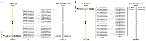 qtl mapping of yield related traits in tetraploid wheat based on