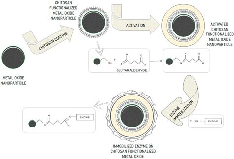 Schematic Representation Of The Entire Process Of Chitosan Download Scientific Diagram