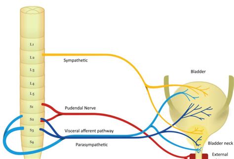 Nerve Pathway Of Bladder Function Download Scientific Diagram