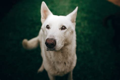 白色迦南犬图片 PSD素材网