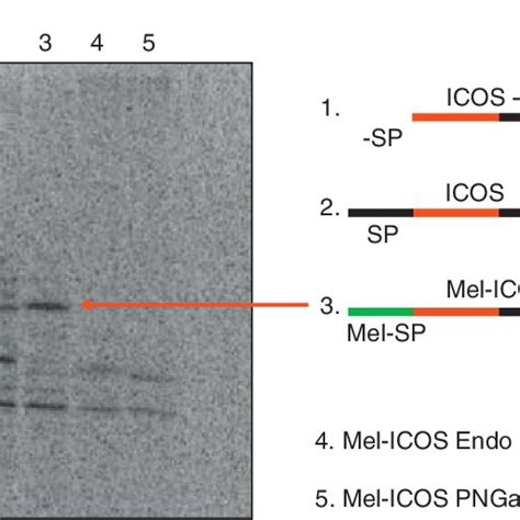 A The Honeybee Melittin Signal Sequence Nucleotide Sequence Nt And