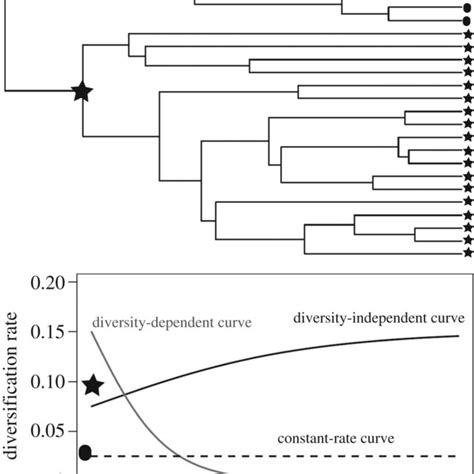 Example Phylogeny And Expected Diversification Rates Download Scientific Diagram
