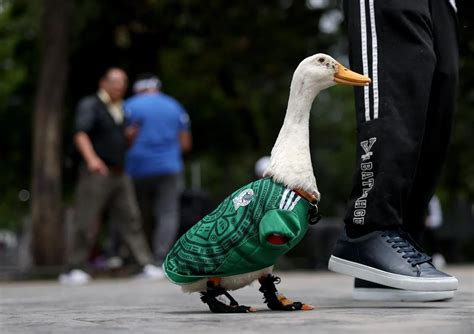 Coupe Du Monde Merlin Le Canard Mascotte Du Mexique Reçoit Les