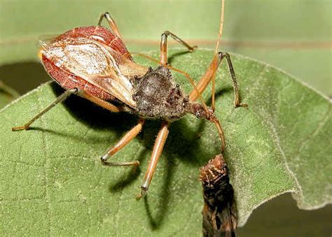 Common Assassin Bug Pristhesancus Plagipennis