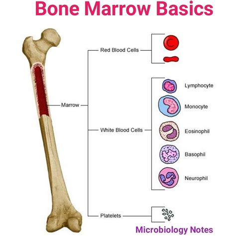 Bone Marrow