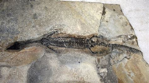 A 244 Million Year Old Marine Reptile Fossil Discovered In Yunnan China R Ancienthistory