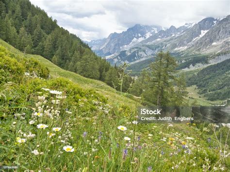 몽블랑과 발 페레트의 꽃바다 발레 다오스타를 배경으로 0명에 대한 스톡 사진 및 기타 이미지 0명 7월 경관 Istock