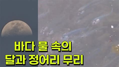 바다 물 속의 달과 정어리 무리 4번째 이야기 Youtube