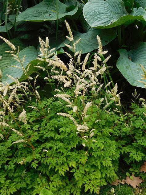 Shade Aruncus Aethusifolius The Beth Chatto Gardens