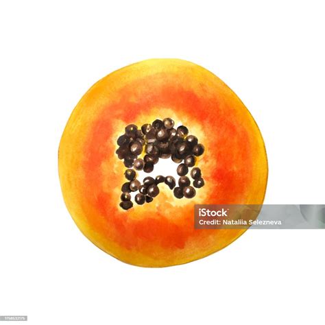 곡물을 곁들인 파파야의 달콤한 익은 조각을 수채화로 물감 손으로 그린 사실적인 맛있는 유기 그림 이국적인 열대 과일 배경에