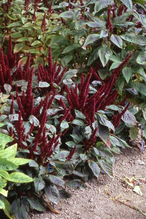 Amaranthus Pygmy Torch Ball