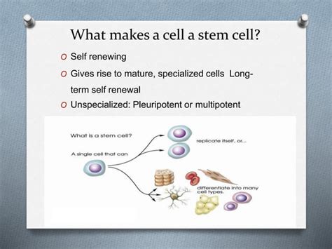 Stem Cell It S Types PPTX Infertility Reproductive Health