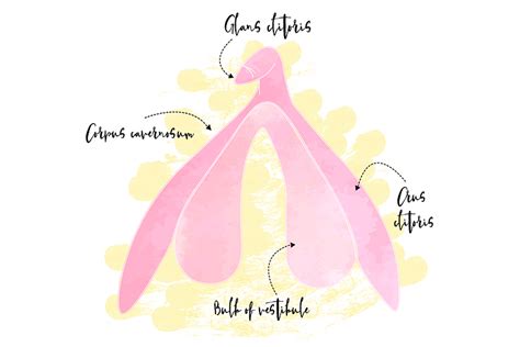 Vulva Anatomie Functii Si Afectiuni Reginamariaro
