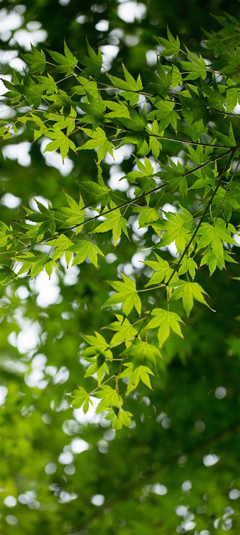 春天 绿色枫叶 树叶 护眼手机壁纸彼岸手机壁纸