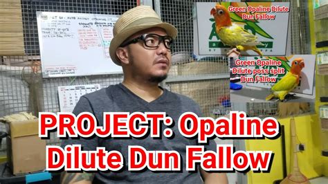 Project Opaline Dilute Dun Fallow Youtube