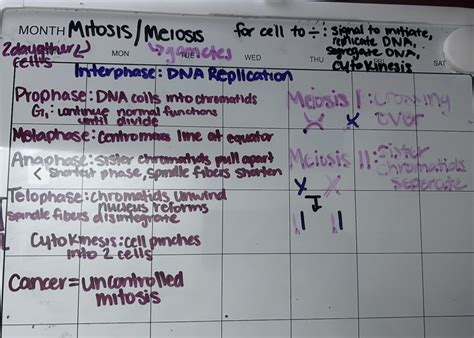 Mitosis And Meiosis Diagram Quizlet Mitosis And Meiosis Diagram Quizlet