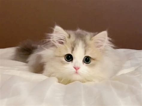一只猫能有多霸道你看了多少遍 砂金找我约会先走一步 可爱捏 哔哩哔哩视频
