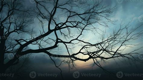 Outline Of Trees And Branches On The Sky Silhouette Concept 27596763 Stock Photo At Vecteezy