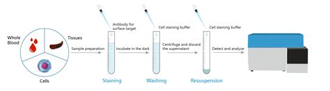 Cell Surface Immunofluorescence Staining Protocol At Garry Beckwith Blog