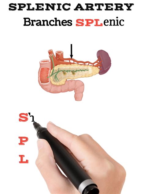 Understanding Splenic Artery Branches In Anatomy Tiktok