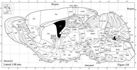 Mouse Brain Atlas