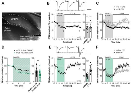Abrupt Washout Of A Mor Agonist Bidirectionally Modulates Excitatory Download Scientific