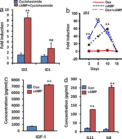Db Camp Induced Gene And Protein Expression A Hmscs Were Treated Download Scientific Diagram