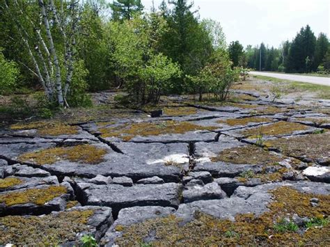 Fossil Collecting On Manitoulin Island Ontario Canada