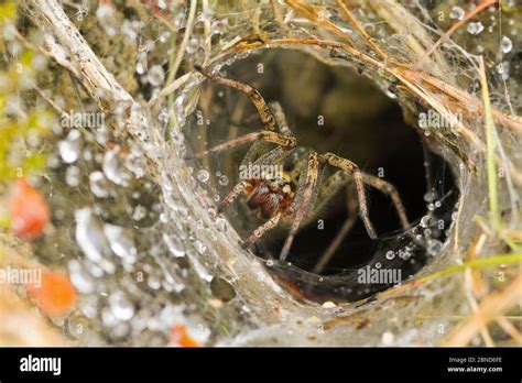 Labyrinth Spider Agelena Labyrinhthica At Entrance Of Funnel Web At