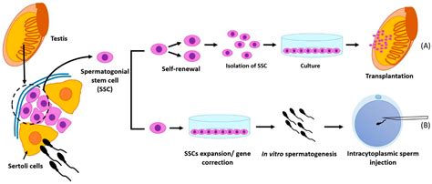 Cellular Therapy Via Spermatogonial Stem Cells For Treating Impaired