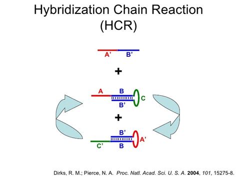 Hybridization Chain Reaction