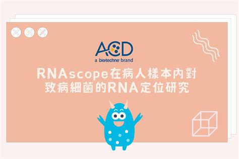 弘晉有限公司 📘rnascope在病人樣本內對致病細菌的rna定位研究 Rnascope可以應用於觀察組織
