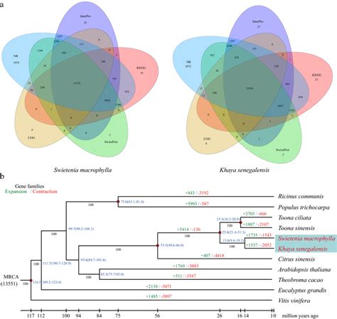 Bryophytes And Tracheophytes Venn Diagram Bryophytes Vs Trac