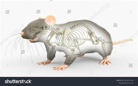 3d Rendered Illustration Rats Anatomy Skeleton Stock Illustration 2126731328 Shutterstock