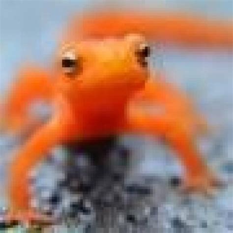 Celem Edward Comer · Flux