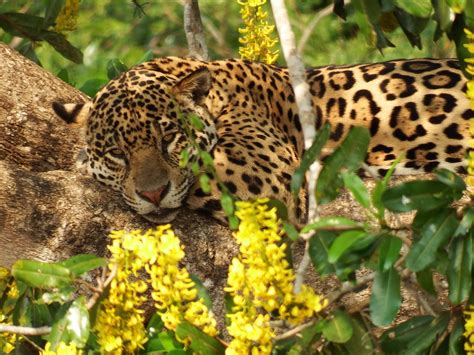 Cuiaba Pantanal Tours 2025 All You Need To Know Before You Go W