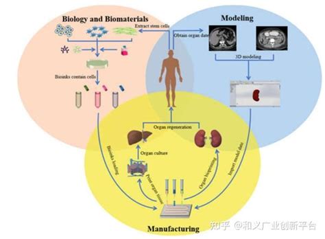 器官移植1——背景介绍：器官移植的“前世今生” 知乎