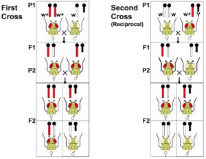 Sex Vs Gender Chromosomes Genes And Traits An Introduction To Genetics Revised Edition