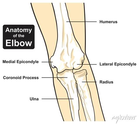 Elbow Joint Anatomy Infographic Diagram Bones Humerus Ulna Radius