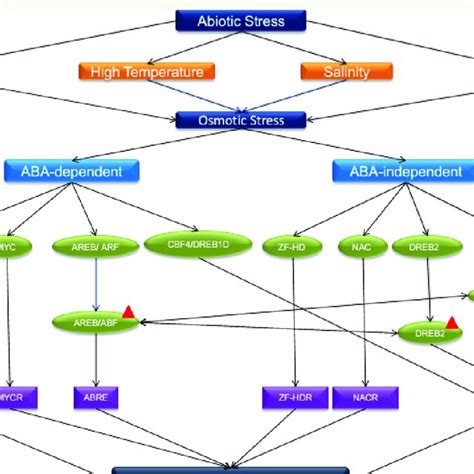 Pdf Transcriptional Regulatory Network Of Cis Regulatory Elements Cres And Transcription
