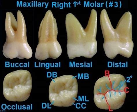 151 Best Images About Dental Anatomy On Pinterest Human Tongue Sleep